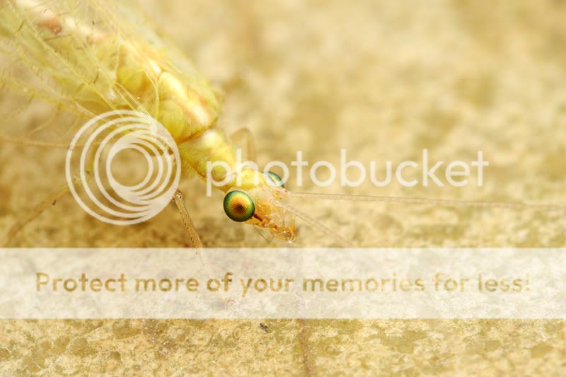 Larva & zlatooka - Makrofotografija - Dizajn Zona