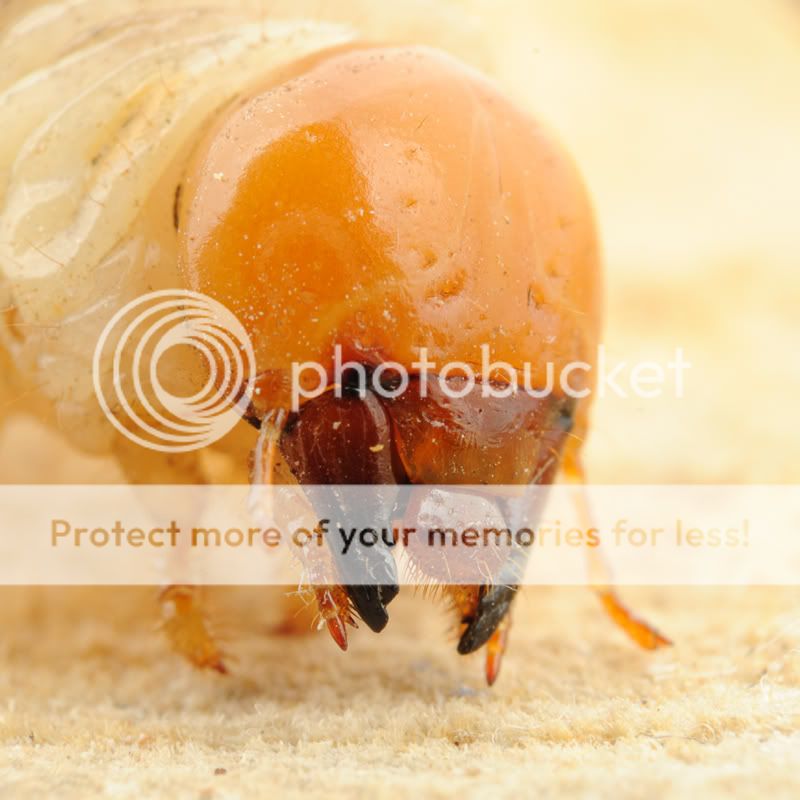 Larva & zlatooka - Makrofotografija - Dizajn Zona