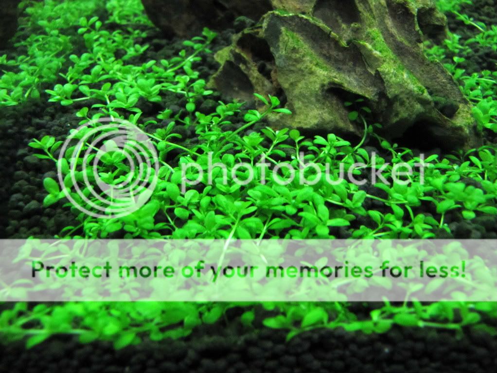 GLA 30c Tank - Planted and Filled w/Pics | Page 4 | The Planted Tank Forum