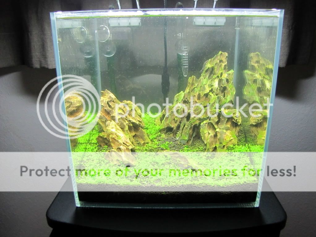 GLA 30c Tank - Planted and Filled w/Pics | Page 4 | The Planted Tank Forum